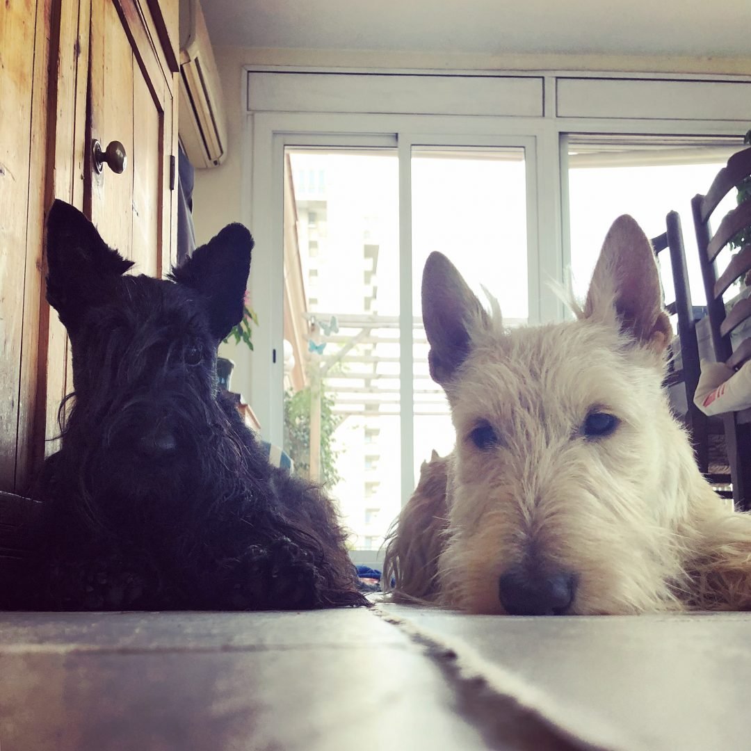 Being A Scottie