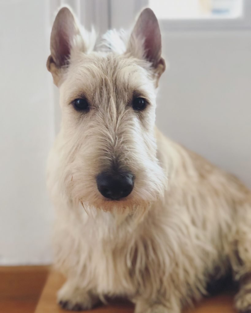 Scottie Attitude ⋆ Being A Scottie